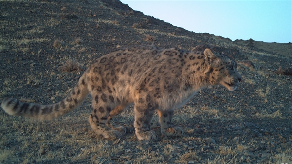 Conservation of the Gobi snow leopard: A study in Khurkh Mountain Range ...