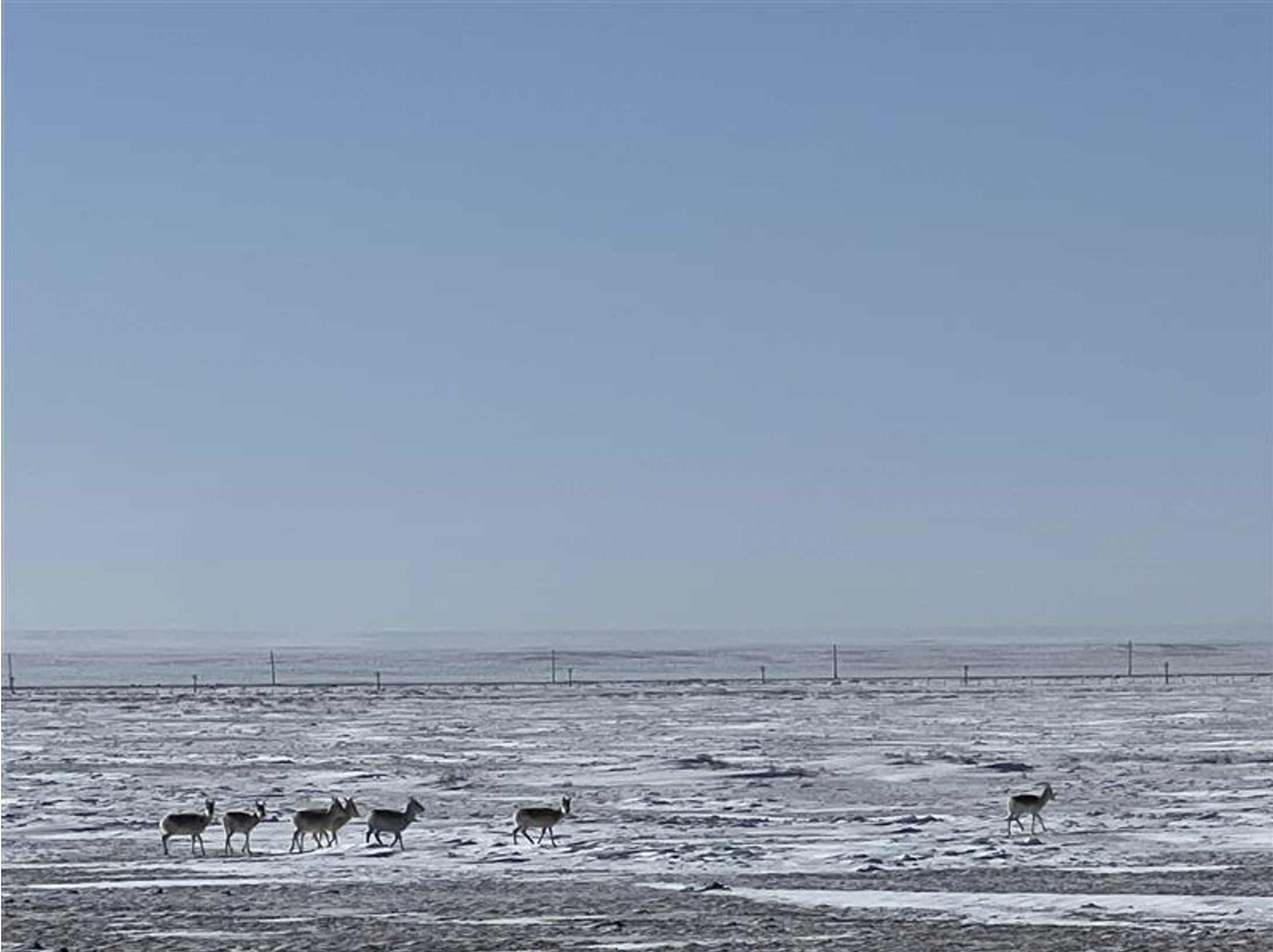 Dzud Crisis Situation Update- March 2024 > WCS Mongolia