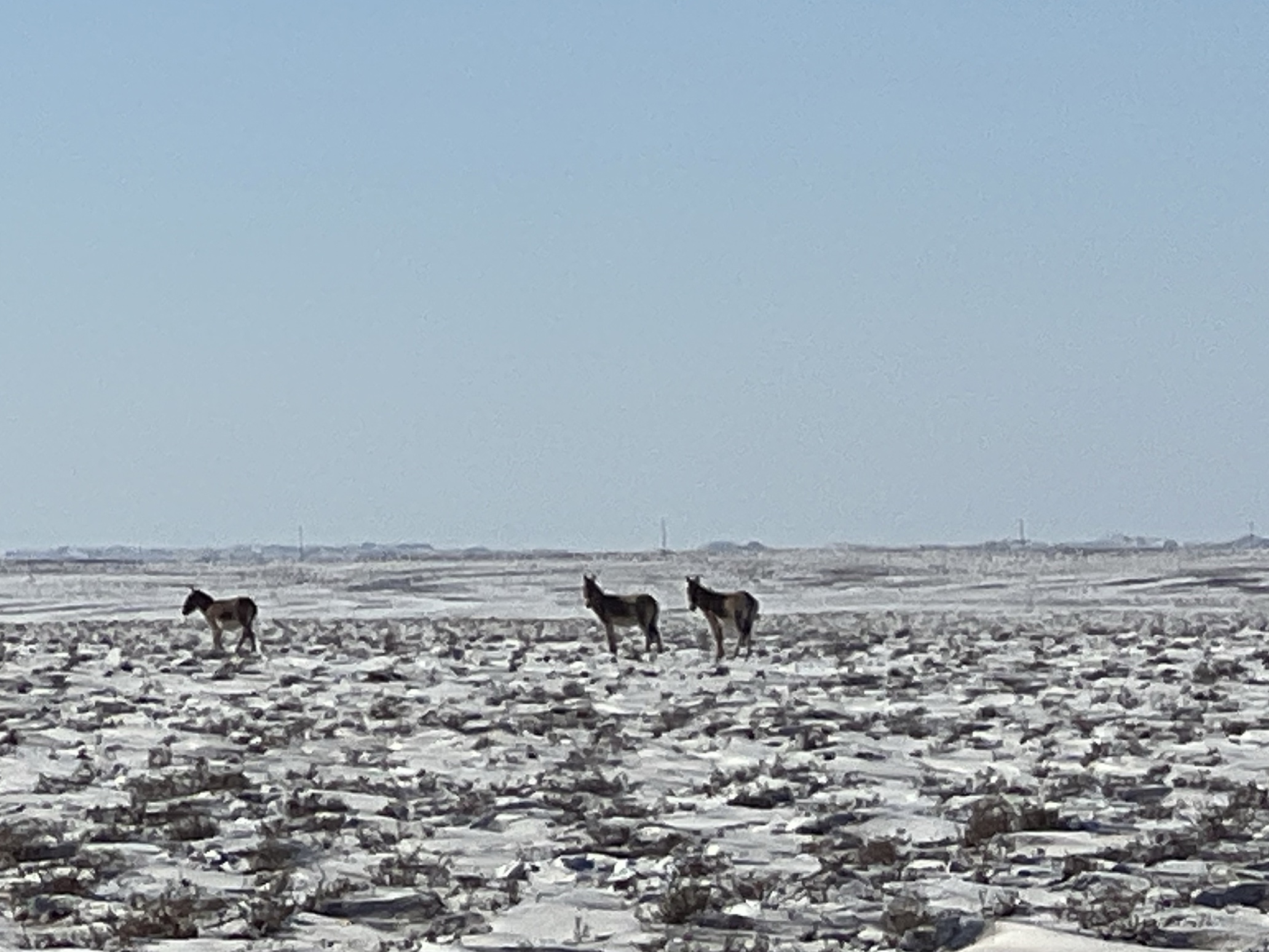 Dzud Crisis Situation Update- March 2024 > WCS Mongolia